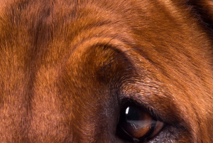 Rhodesian Ridgeback dog | Photos and Images | Animals