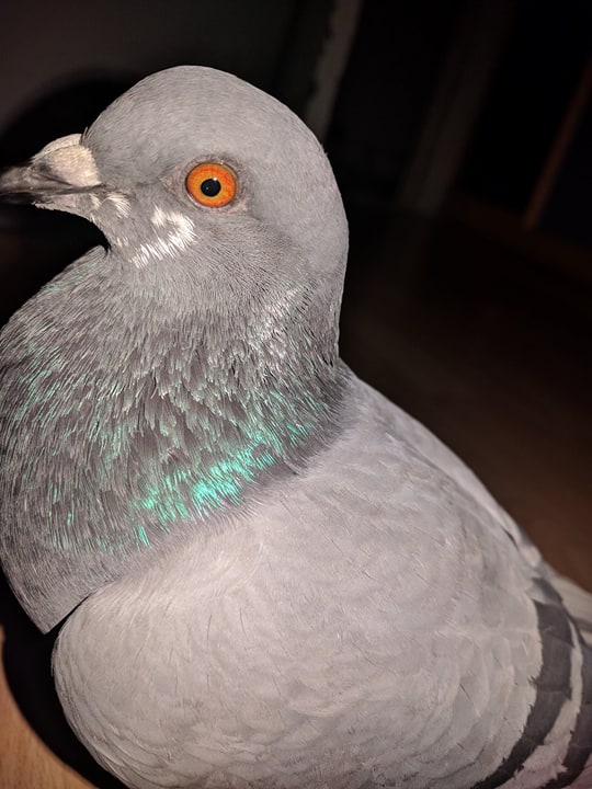 Pigeon Pudge | Photos and Images