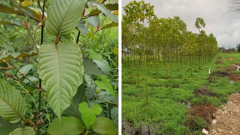 Growing Kratom Indoors | eBooks | Science