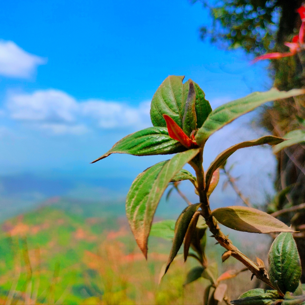 Nature With Blue | Photos and Images