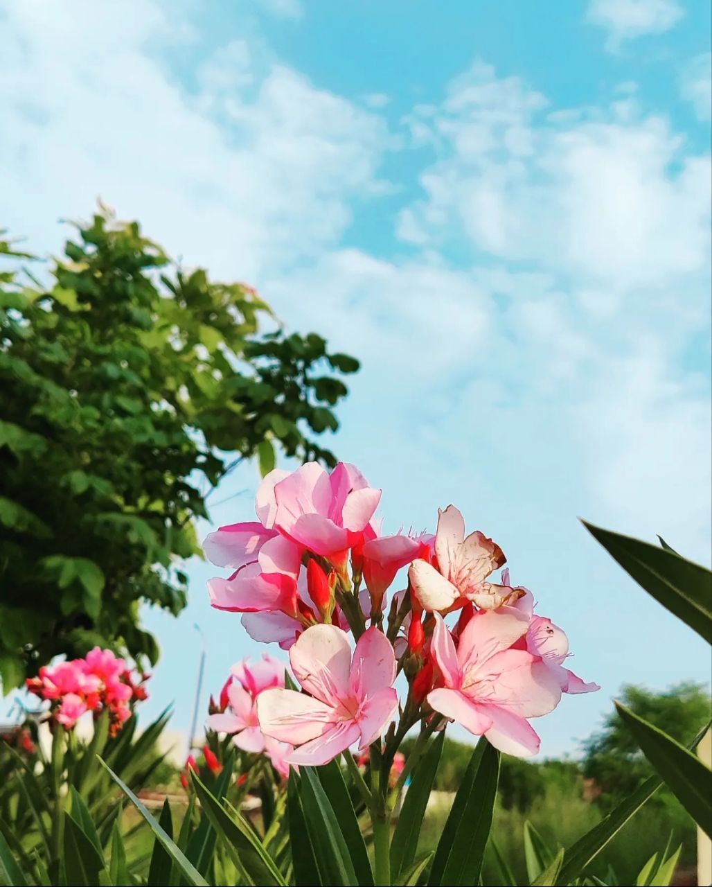 Pink natural flowers | Photos and Images