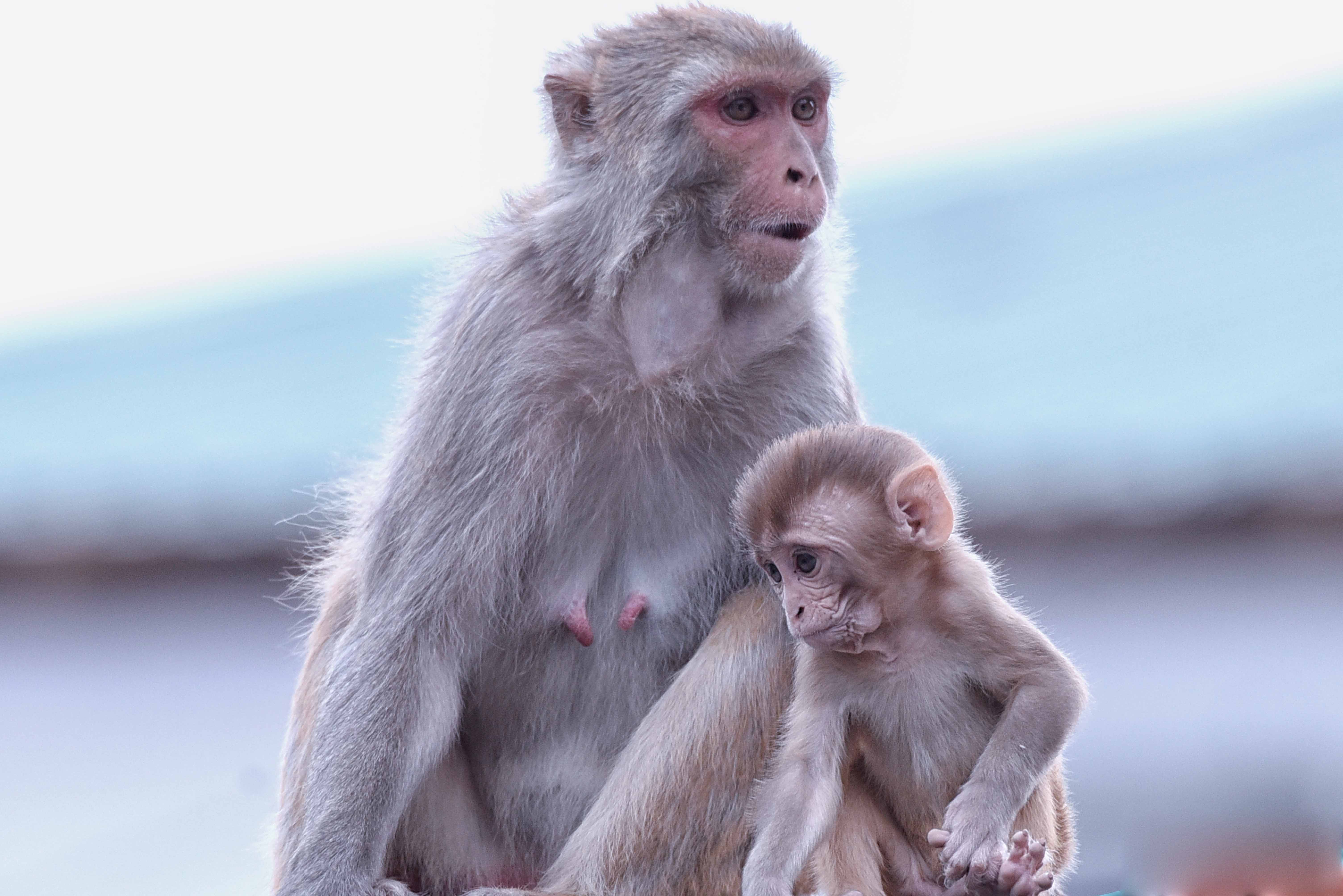 Bonding | Photos and Images | Animals