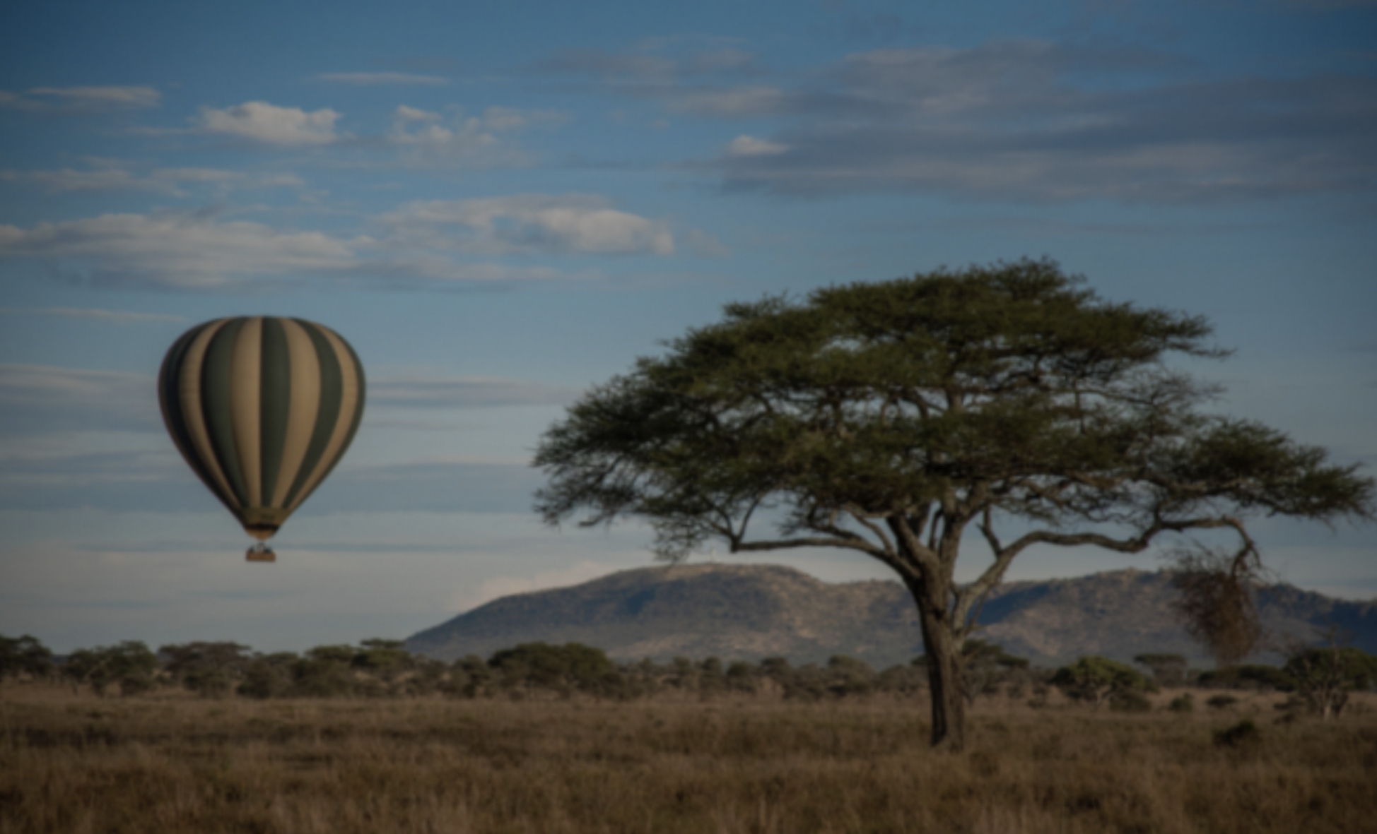 Safari morning | Photos and Images