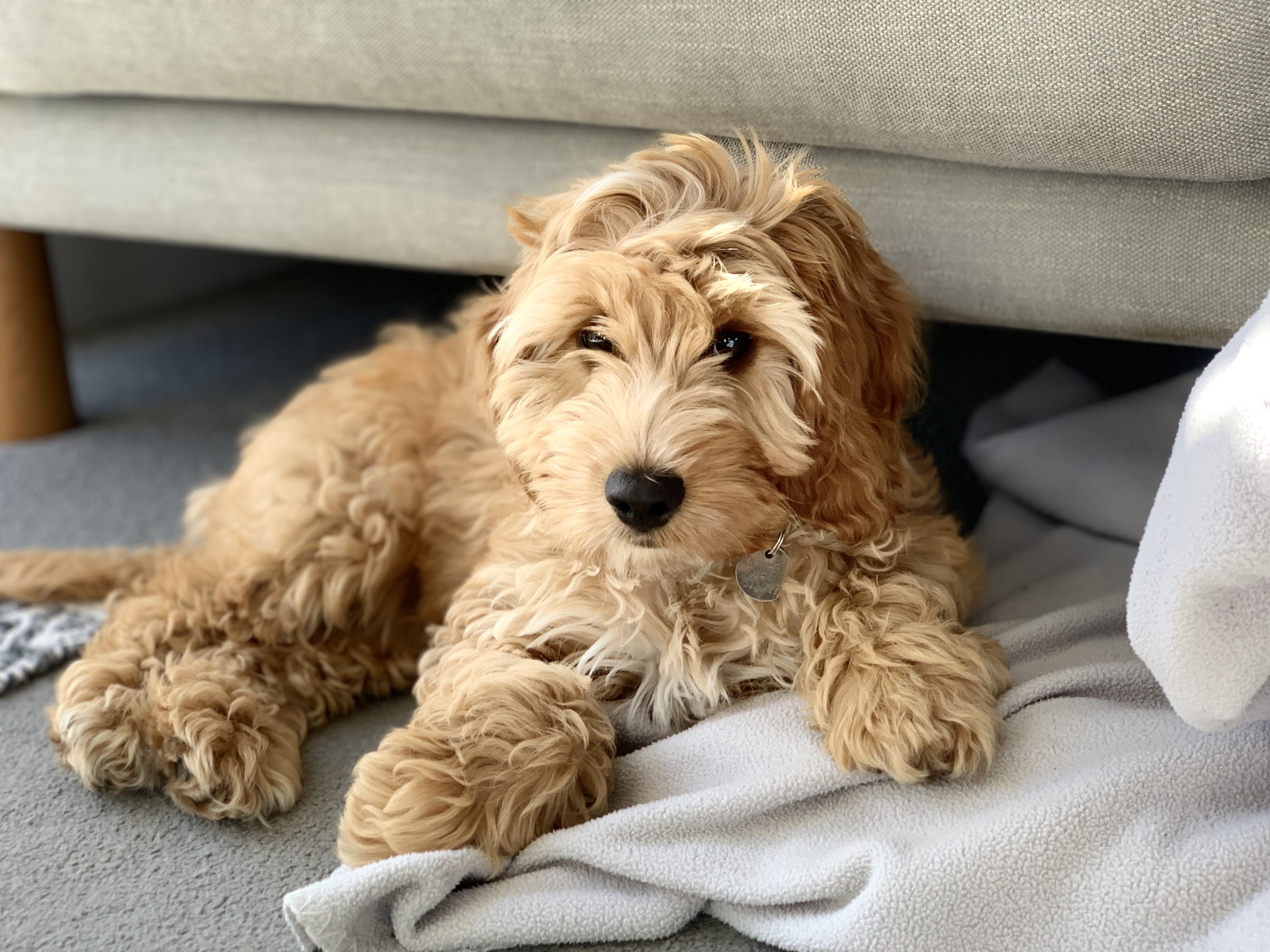 Cockapoo Puppy | Photos and Images | Nature