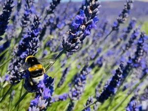 Lavender bee 1 | Photos and Images | Nature