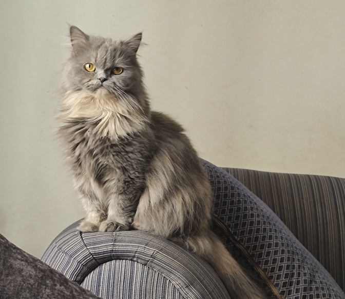 Focusing Cat | Photos and Images