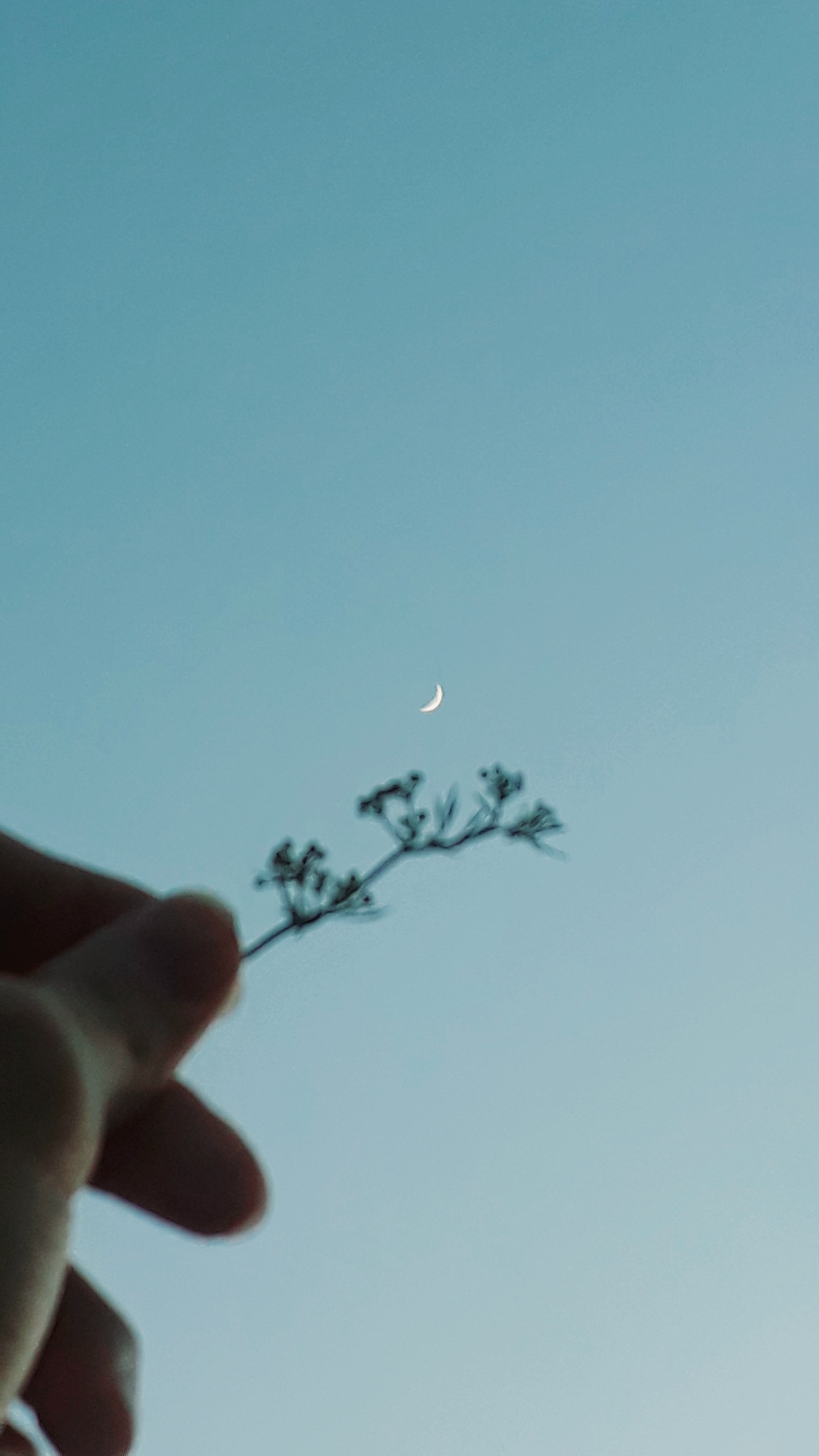 Aesthetic pictures of a leaf and moon | Photos and Images | Nature