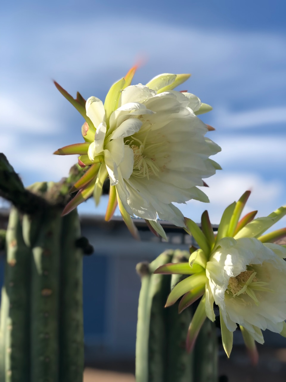 Cactus | Photos and Images | Botanical