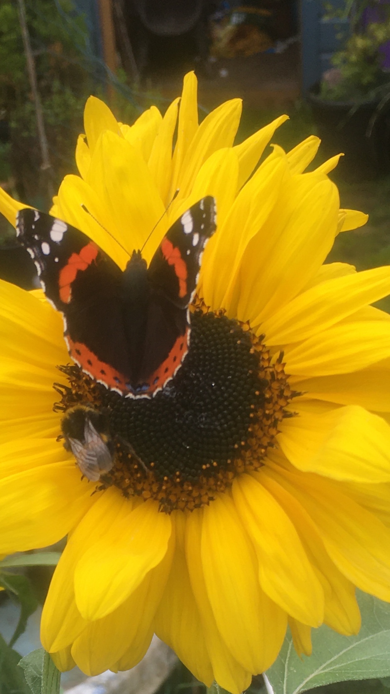 Sunflower butter bee | Photos and Images | Botanical