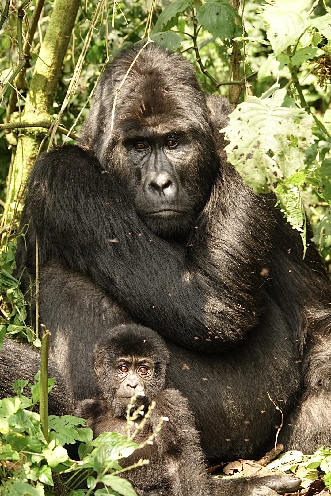 Silverback and his offspring | Photos and Images