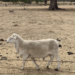 Sheep paddock | Photos and Images | Agriculture