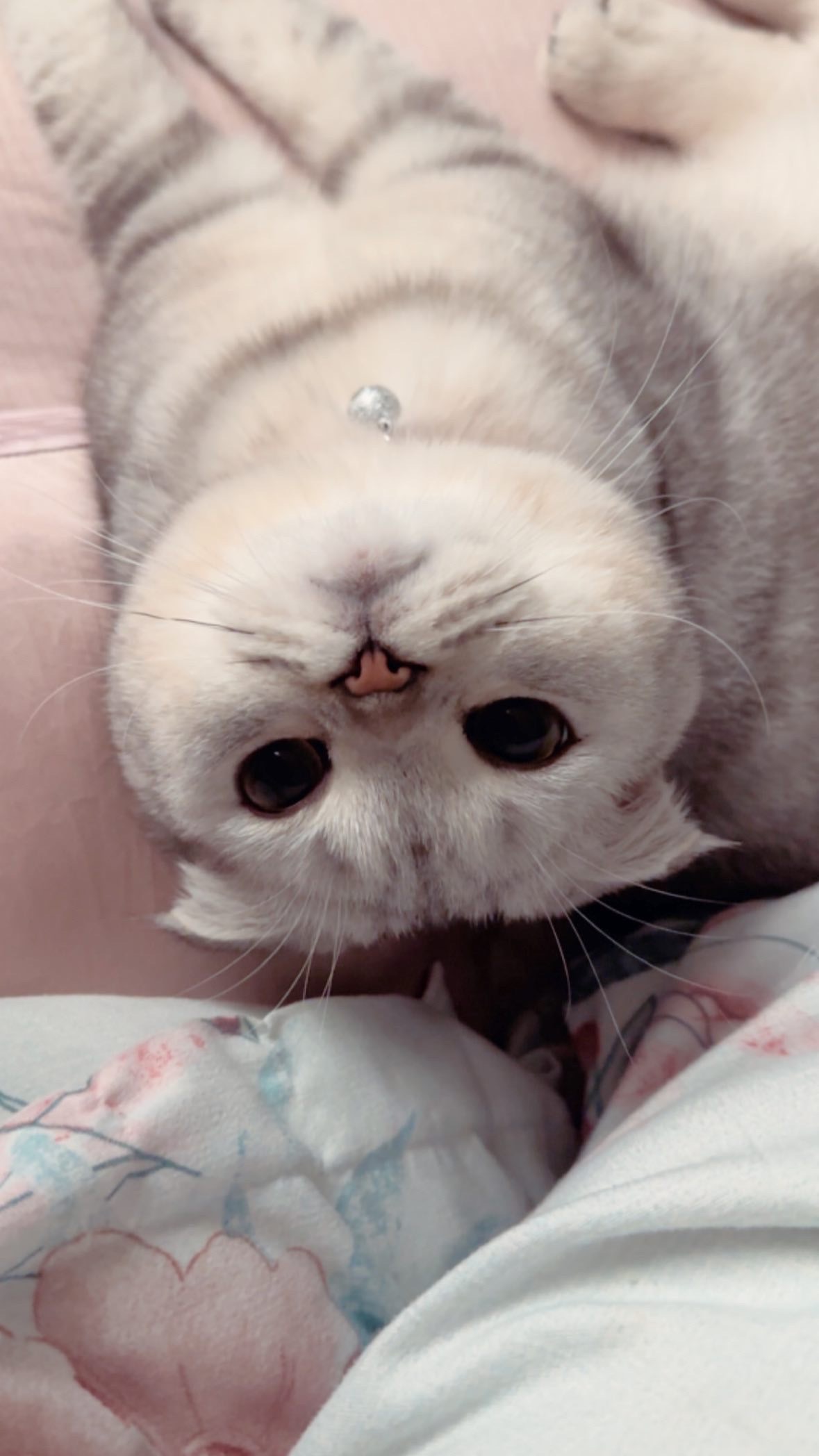 Nono | Photos and Images | Animals