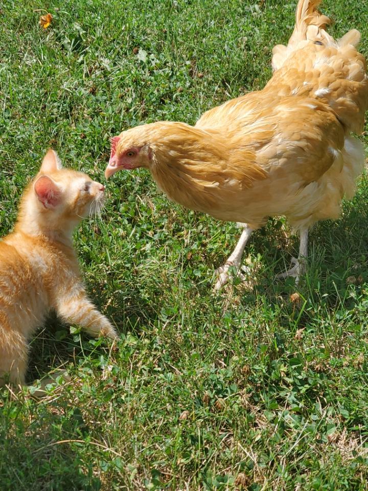 Chick n kitten | Photos and Images | Animals
