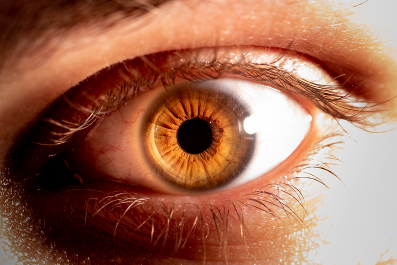 human iris | Photos and Images | Nature