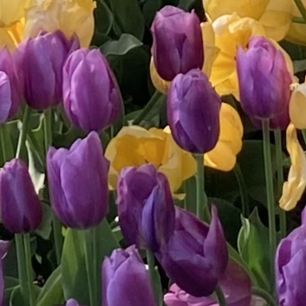 Tulips | Photos and Images | Botanical