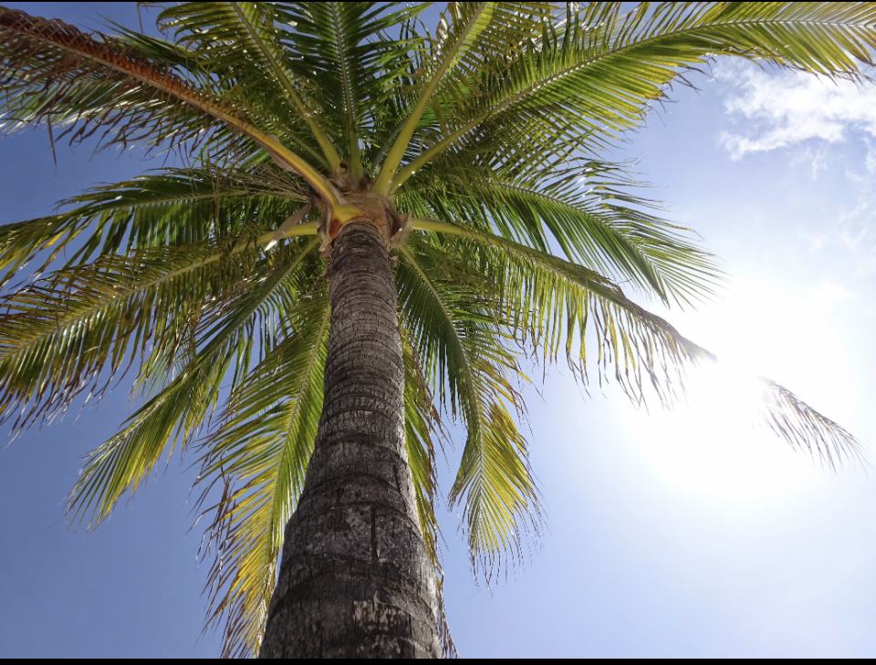 Plam Tree | Photos and Images