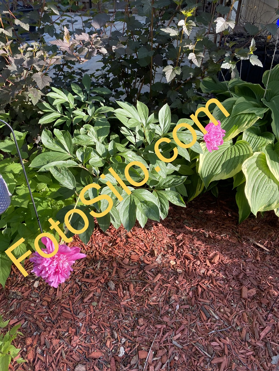 Beautiful frilly pink Peony flowers | Photos and Images | Botanical