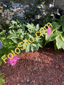 Beautiful frilly pink Peony flowers | Photos and Images | Botanical