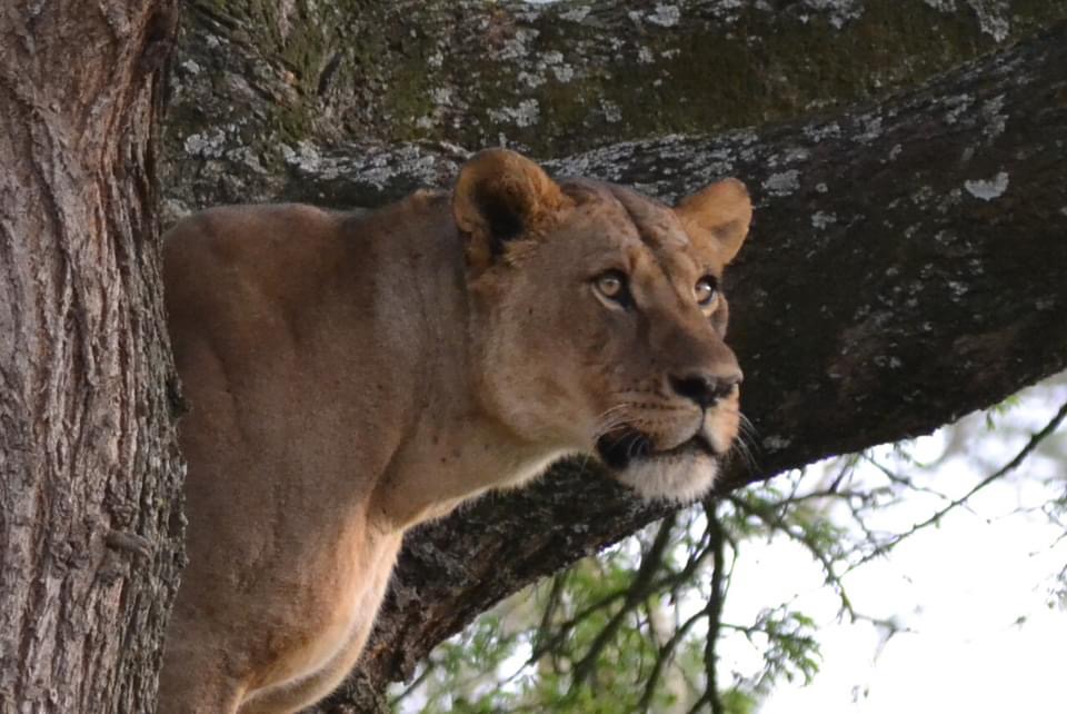 Lioness | Photos and Images