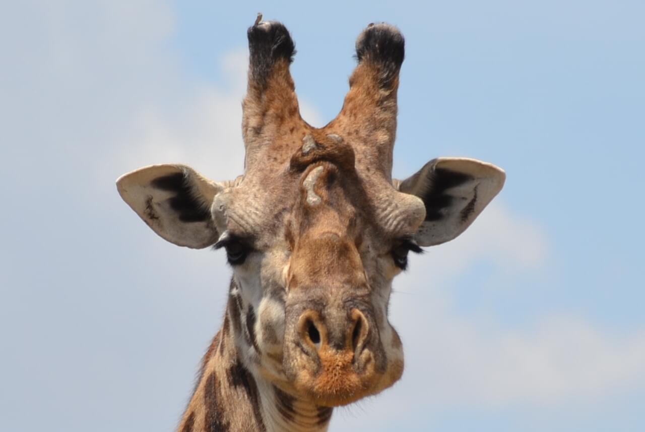 The Curious Giraffe | Photos and Images