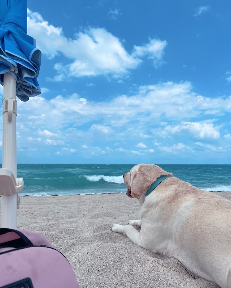 Blonde Labrador Enjoying the Beach | Photos and Images | Animals
