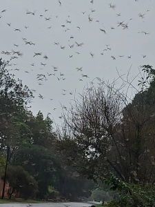 Flying Termites | Photos and Images
