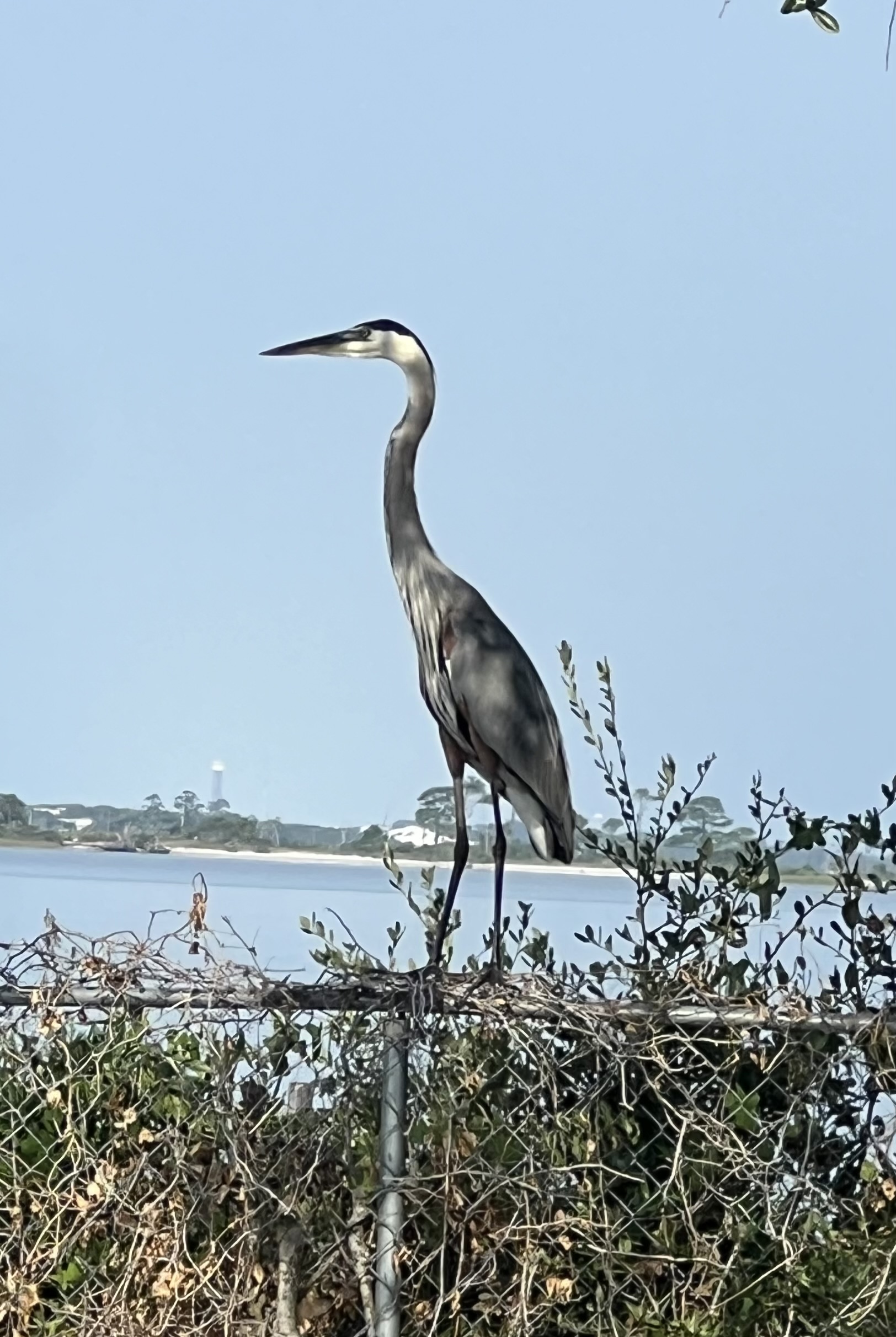 Florida Great Blue Heron | Photos and Images | Animals