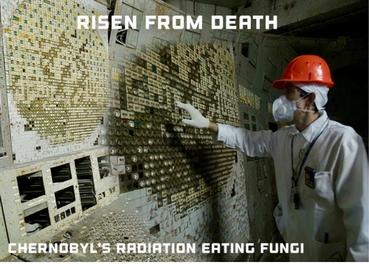 Risen from death-Chernobyl’s Radiation Eating Fungi 2025 | Movies and ...
